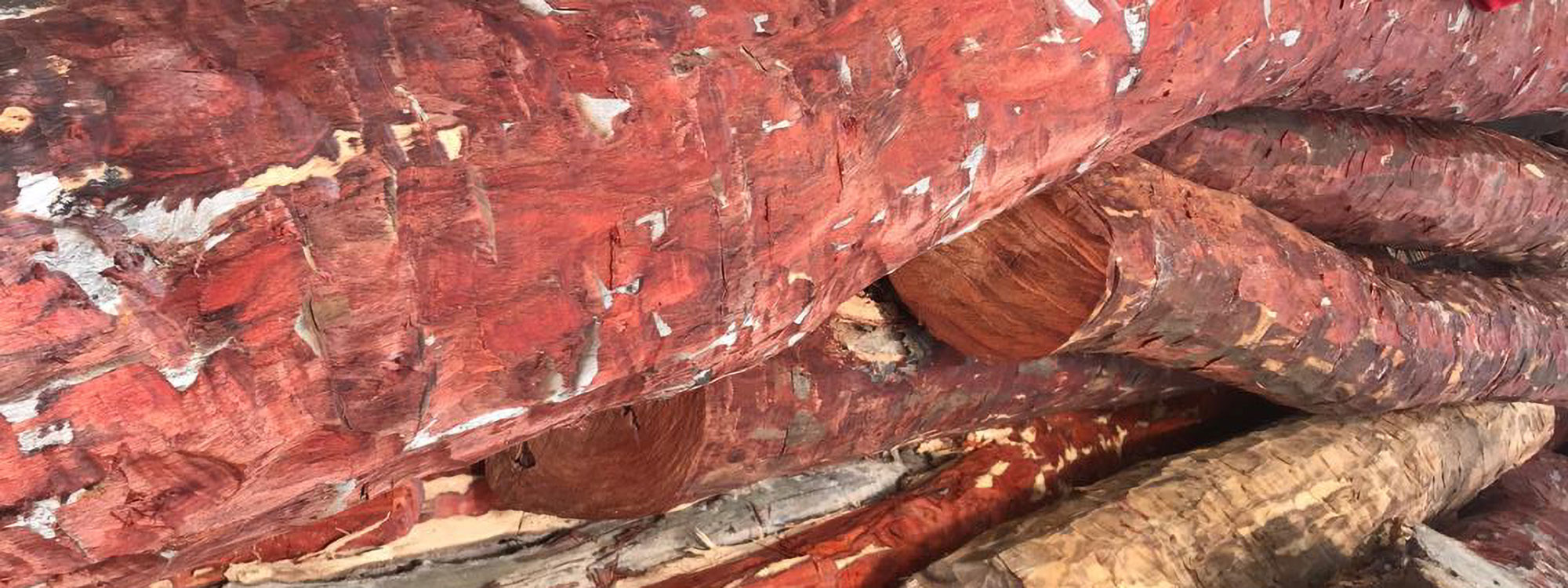 Scheduled Extinction: Our Last Chance to Protect the Threatened African ...