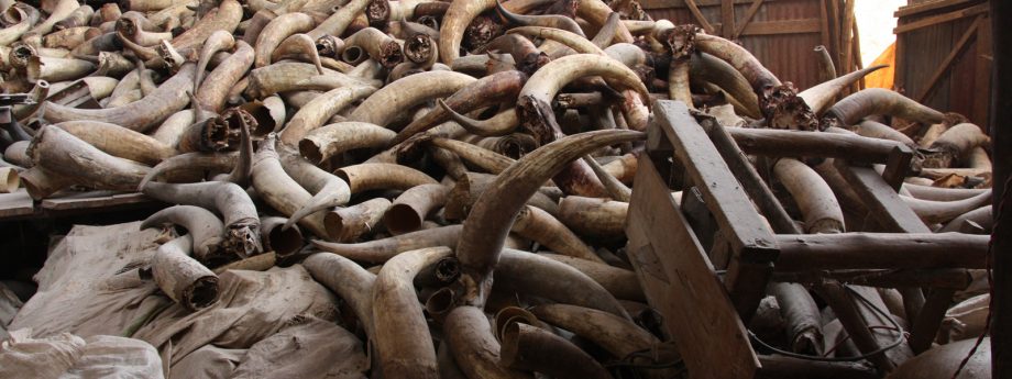 Crushing the Illegal Ivory Trade, One Market at a Time — EIA