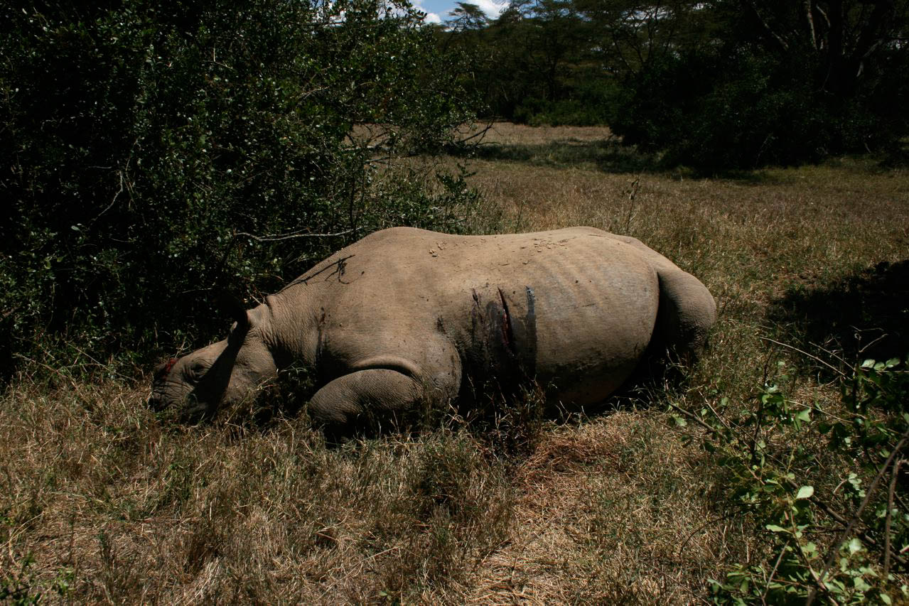 Using Every Tool to Protect the World’s Wildlife: How the U.S. Pelly ...