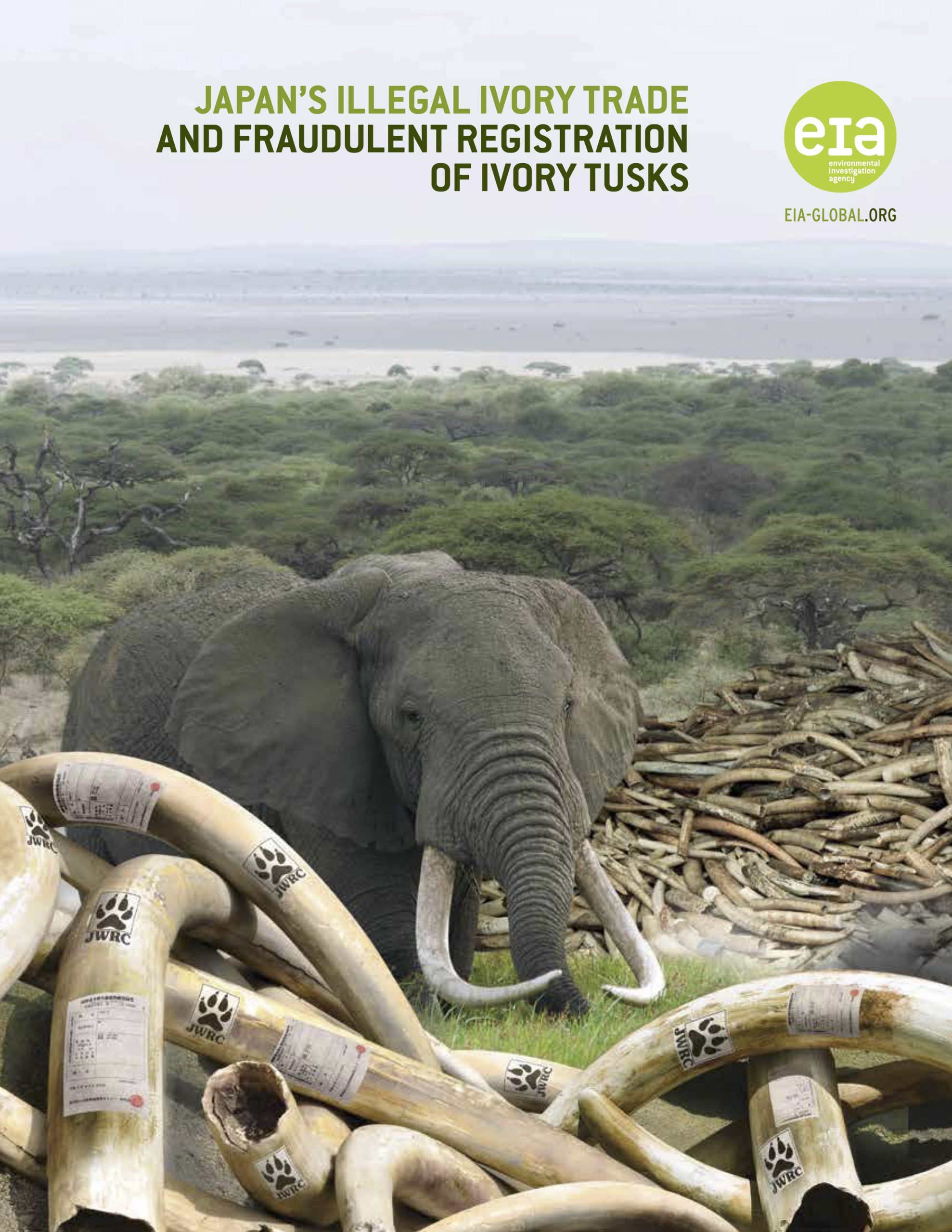 Japan’s Illegal Ivory Trade and Fraudulent Registration of Ivory Tusks ...
