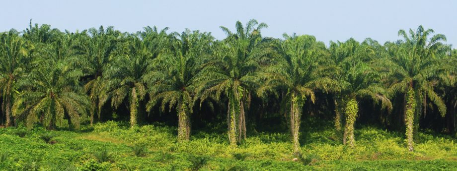 Palm Oil Development in the Congo Basin — EIA