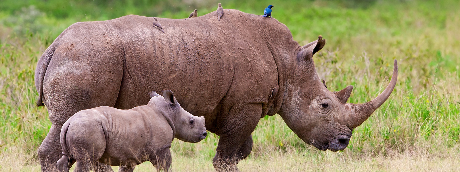 History repeating: The illegal trade in rhino horn — EIA