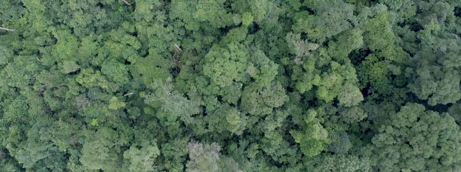 Commemorating Ten Years Combatting Illicit Timber Trade and Forest ...