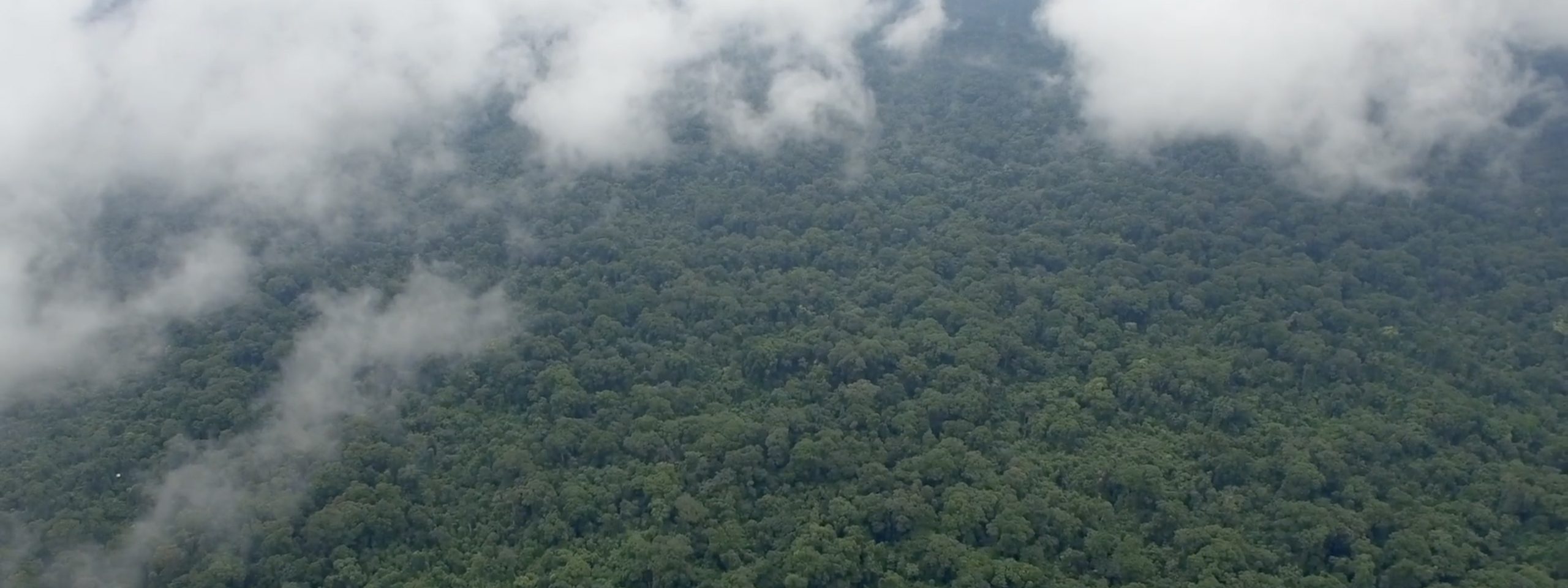 Fighting Forest Crime: The Lacey Act and Beyond — EIA