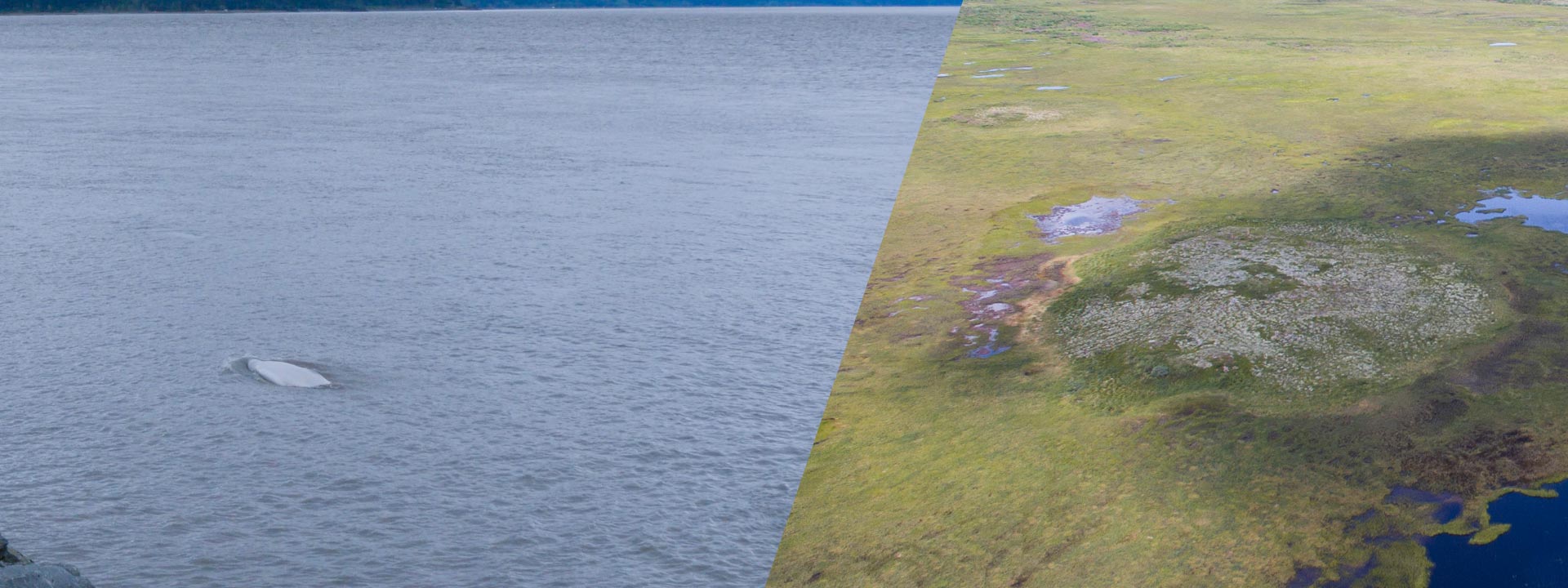 White Whale, Gold Mine - Live Premiere — EIA