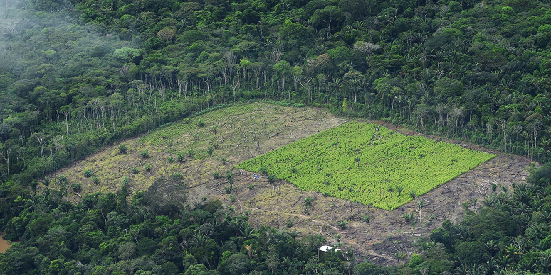Forests, Climate Change, and Illegal Timber Trade — EIA