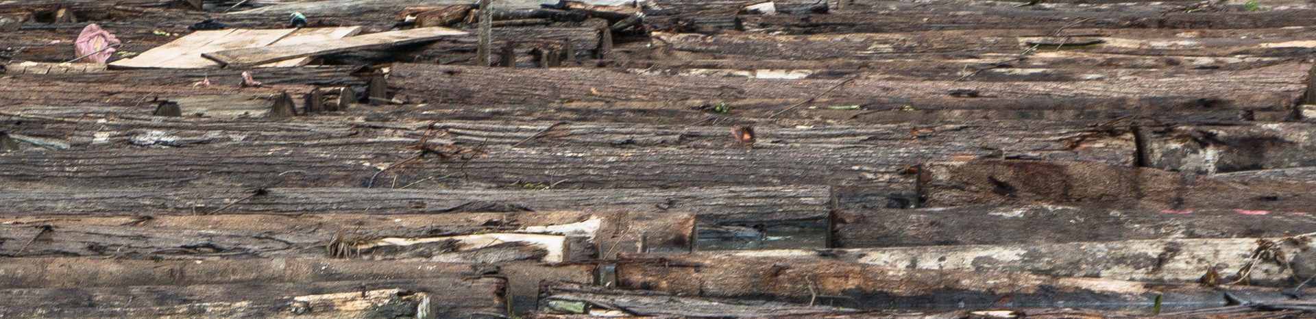 Illegal Timber Trade — EIA