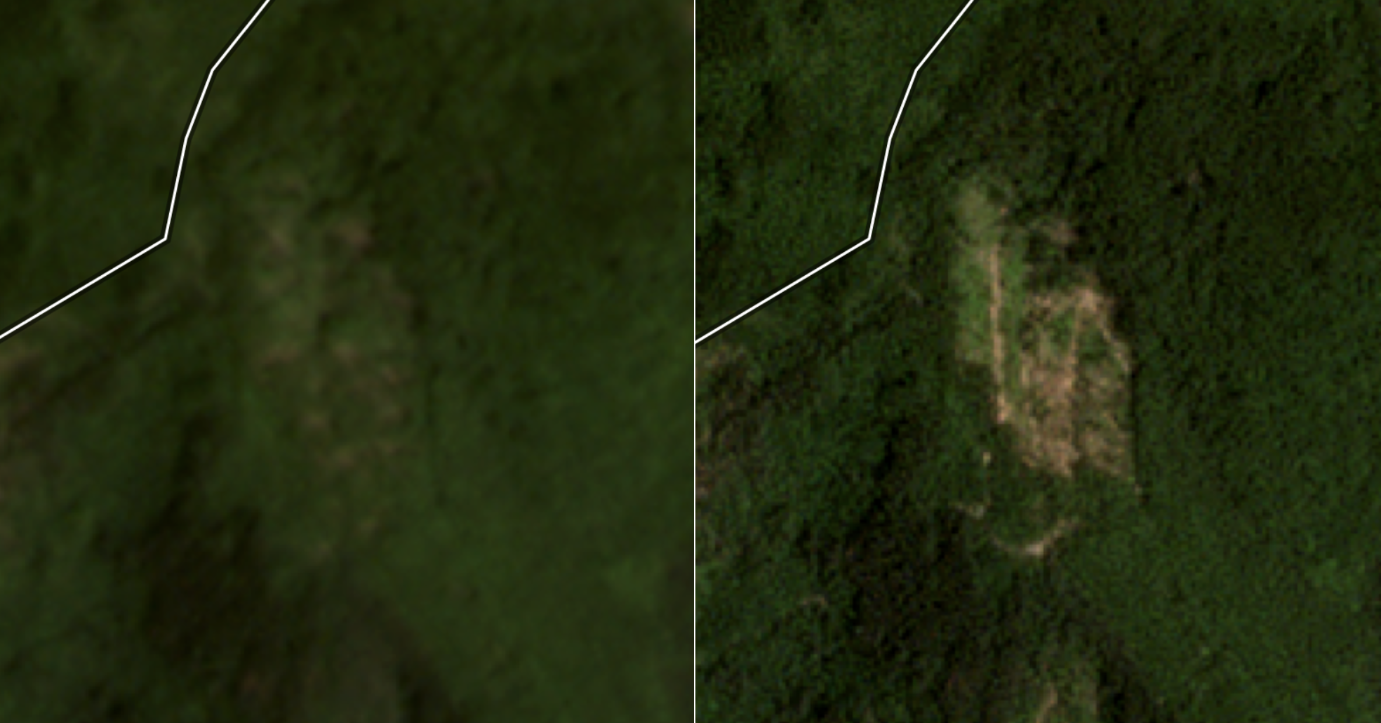 The EU’s Renewable Energy Policies Driving the Logging and Burning of ...