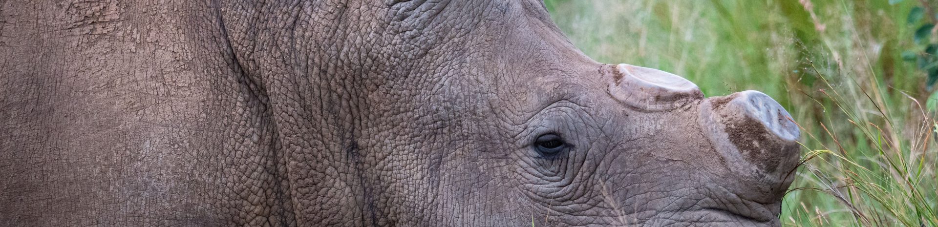 Rhinoceros Poaching in Botswana — EIA