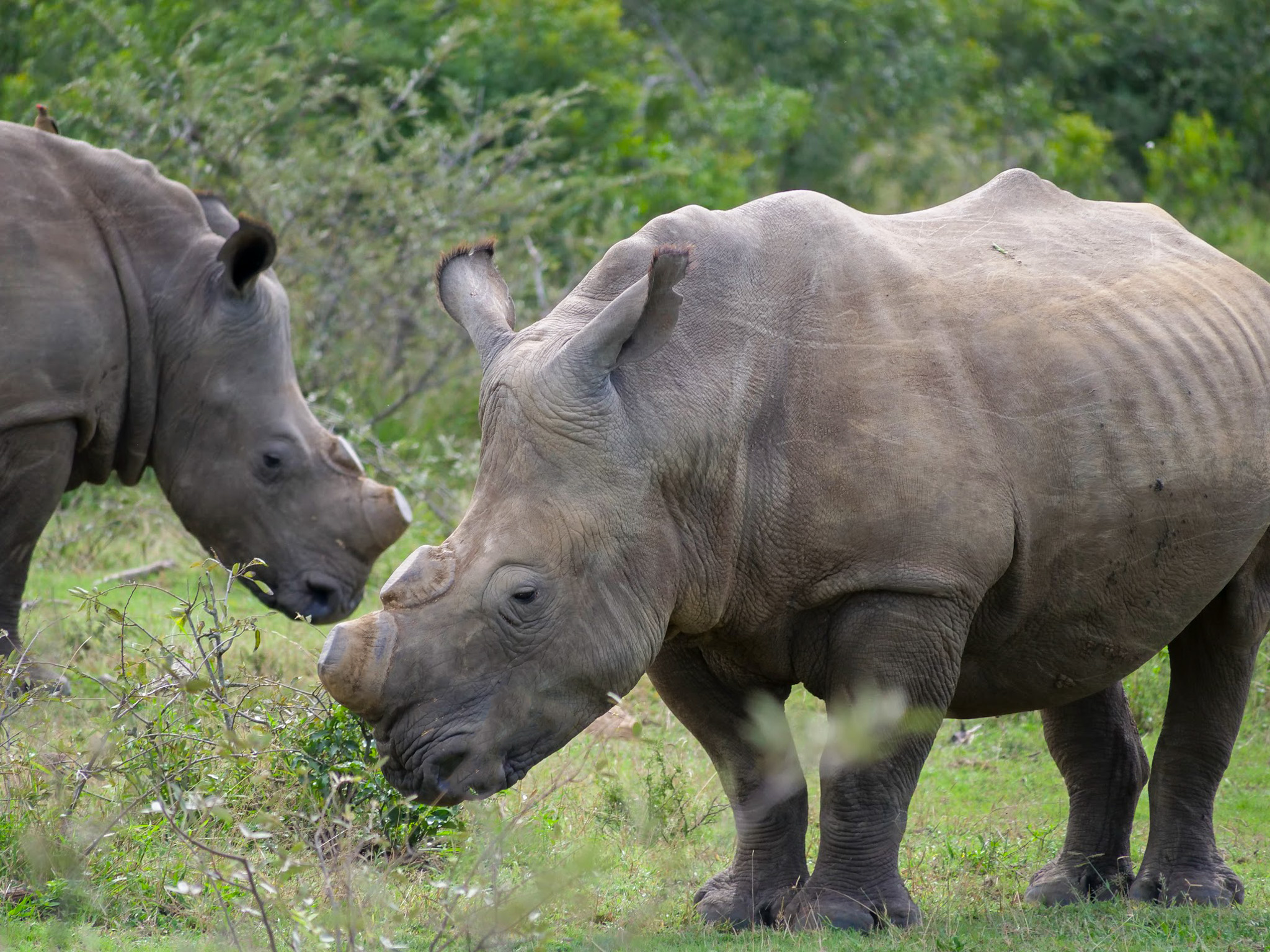 Rhino Horn Stockpiles are Increasing – So is Their Role in the Illegal ...