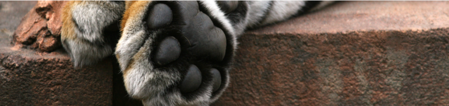 Roadmap to Closing Captive Tiger Facilities of Concern — EIA