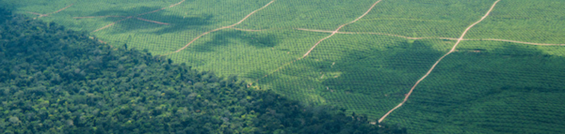 New report exposes illegal Amazon deforestation as Peru approves ...