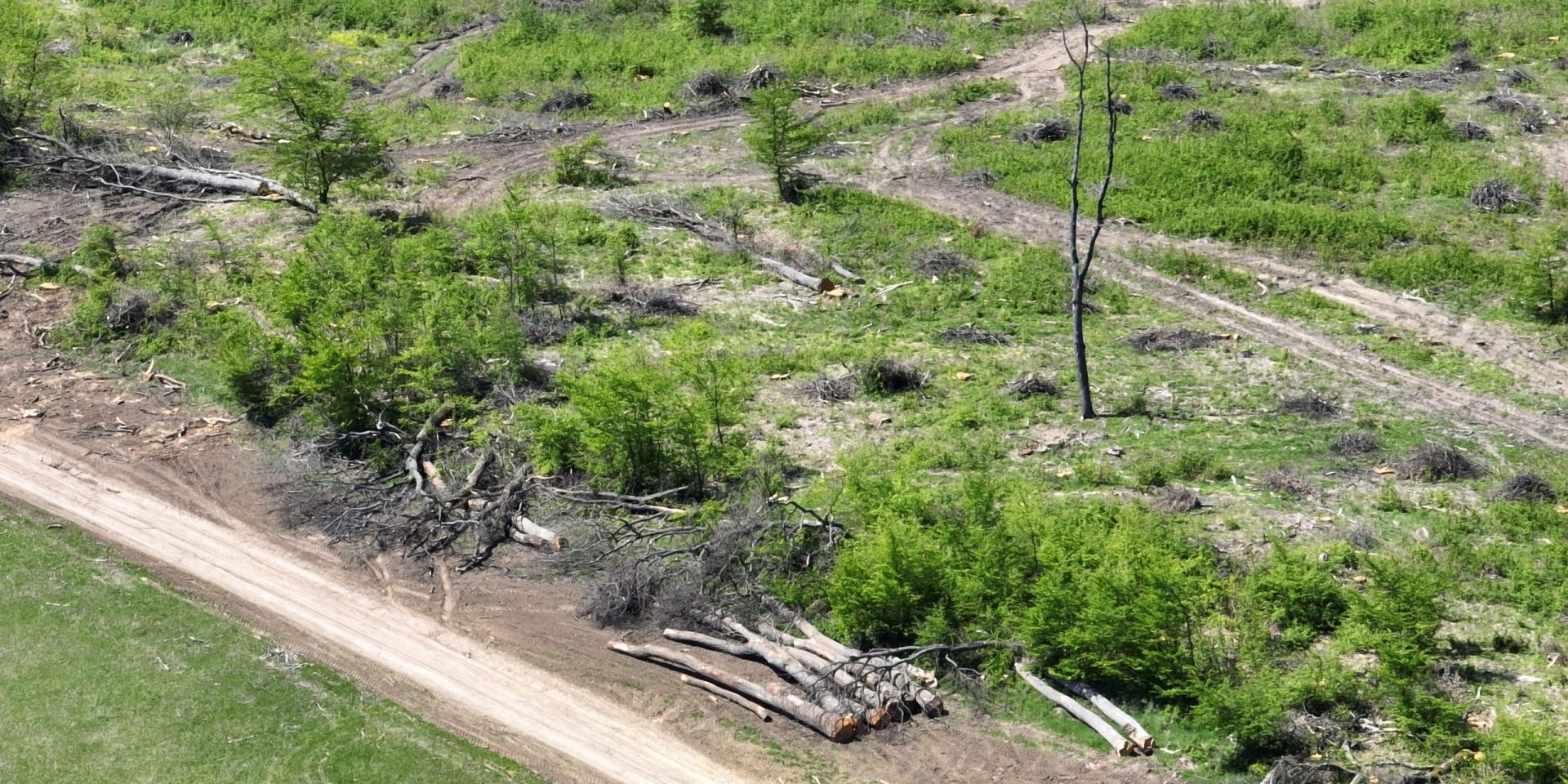 IKEA’s Romanian wood sourcing woes highlight the need for national ...