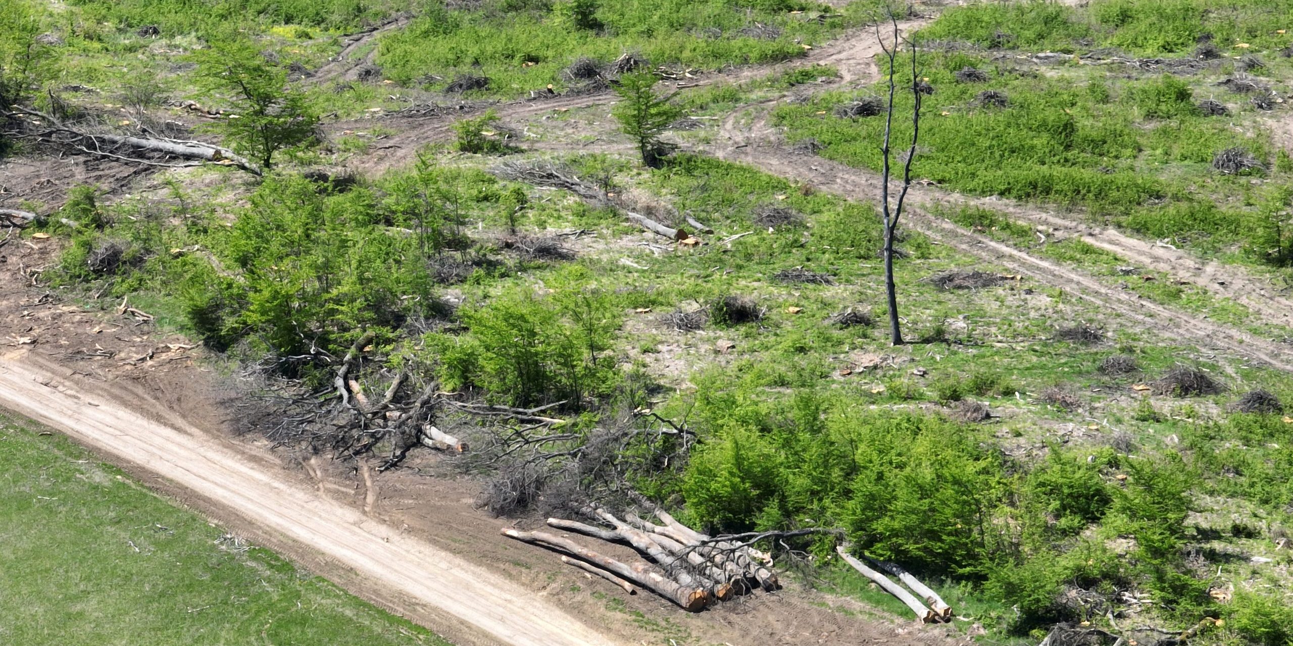 IKEA’s Romanian wood sourcing woes highlight the need for national ...