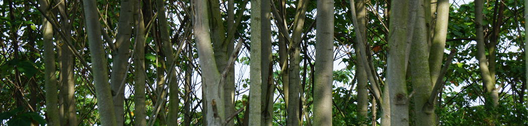 ILL WIND: China, US, Leading Wind Turbine Manufacturers and U.S. Energy Provider Linked to ...