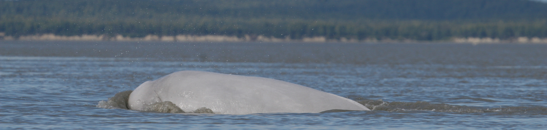 Cook Inlet Beluga Whales — EIA