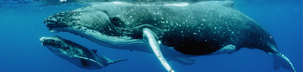 Whales and Climate Change Briefing — EIA