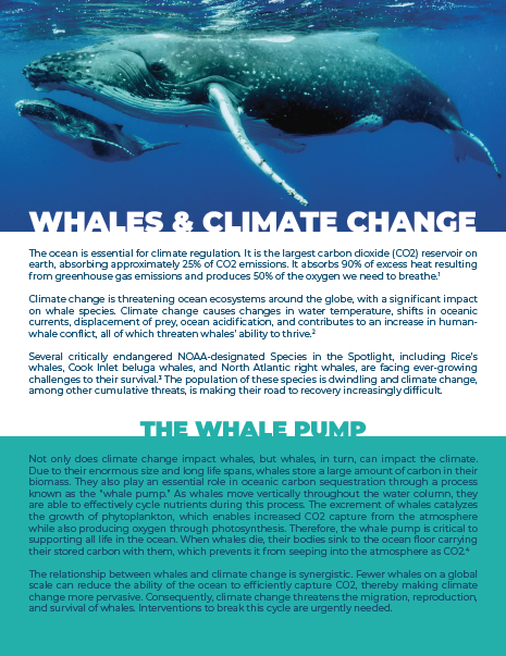 Whales and Climate Change Briefing — EIA