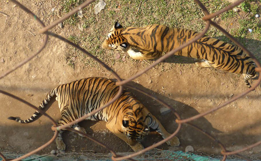 A deep dive into the wins and losses for wildlife and forests at CITES ...