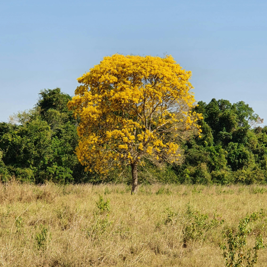 Illegal Logging Destroying the Brazilian Amazon Feeds EU and U.S. Timber Markets — EIA