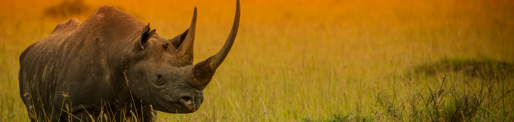 Mining Expansion and the Erosion of Rhino Conservation and Community ...