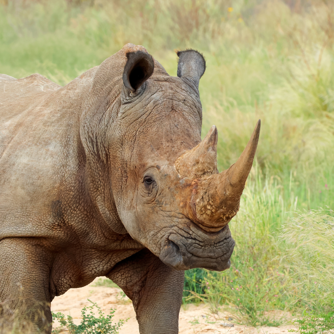 South Africa’s New Rhino Management Plan Includes Concerning Efforts to ...